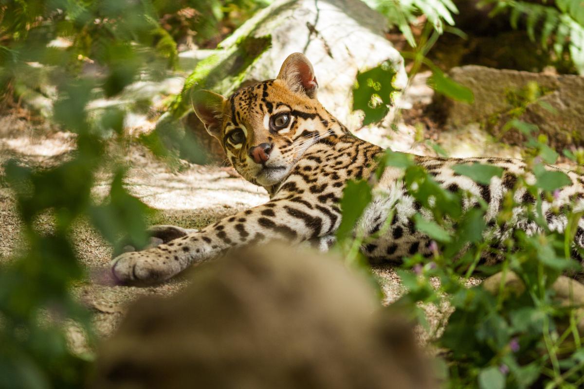 Ocelote o Leopardus pardalis - Características, dónde vive y alimentación