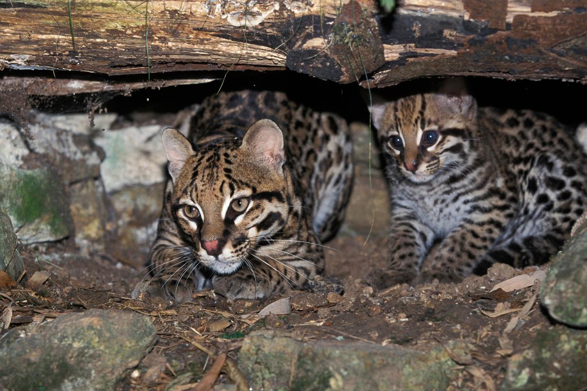 Ocelote o Leopardus pardalis - Características, dónde vive y alimentación