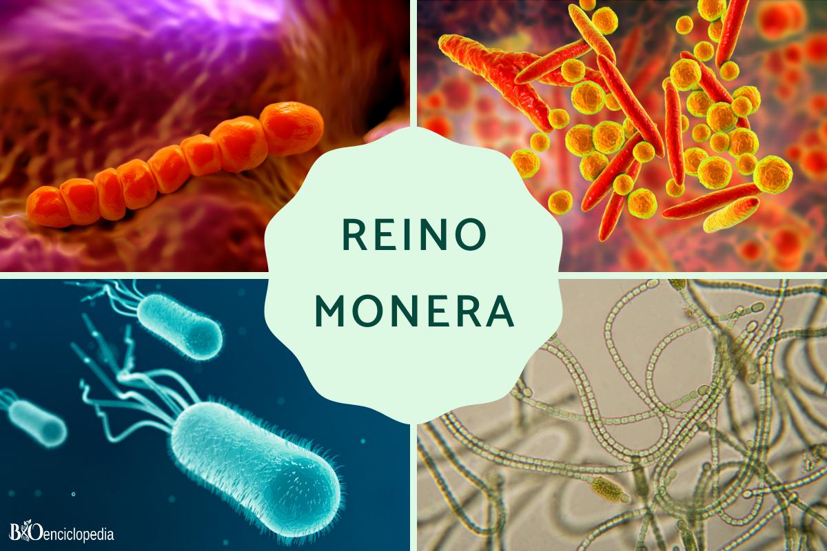Reino Monera: qué es, características, clasificación, reproducción y ...