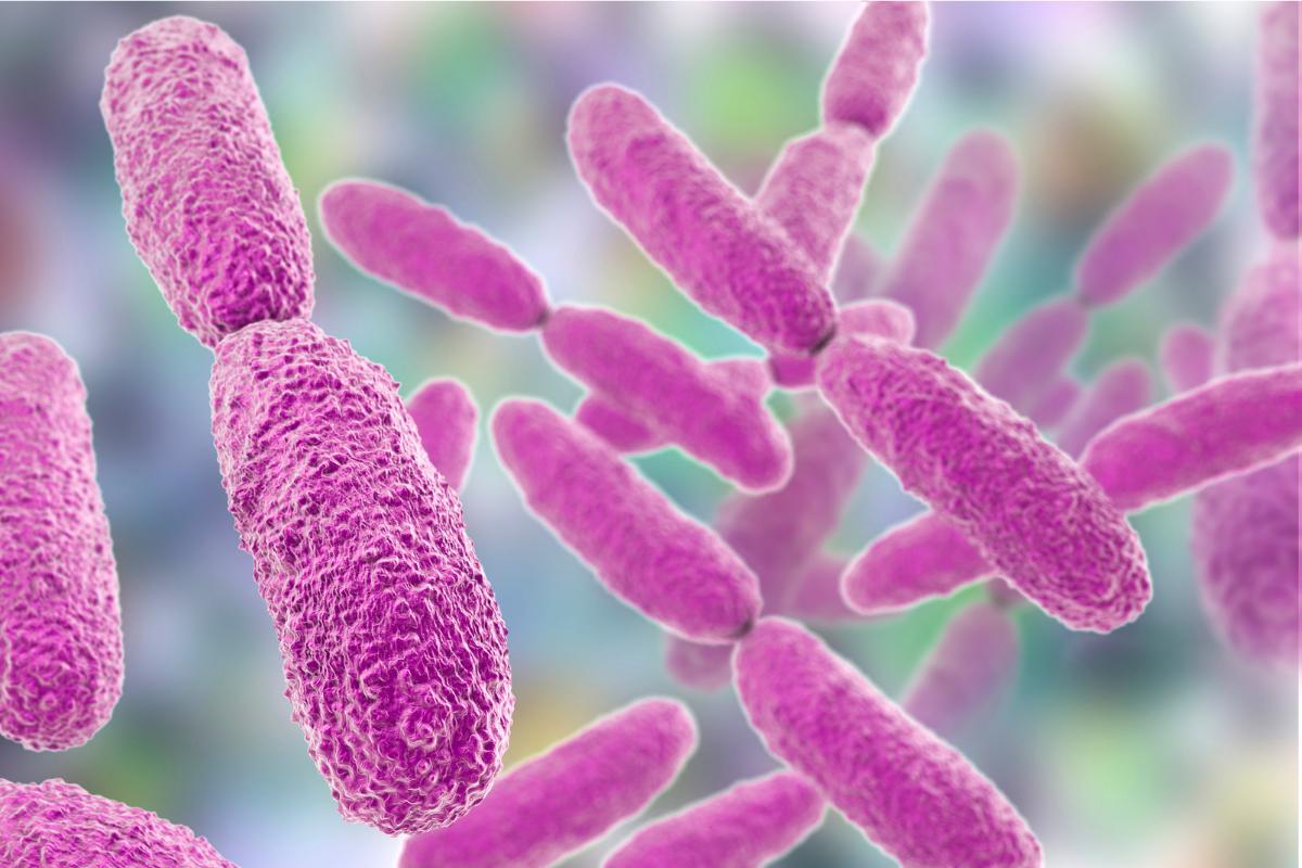 Reino Monera: qué es, características, clasificación, reproducción y ...