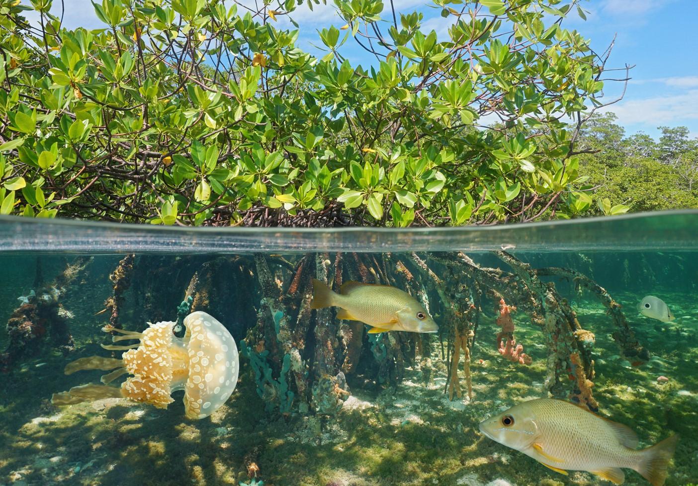 Manglares: qué son, tipos, flora y fauna - Resumen