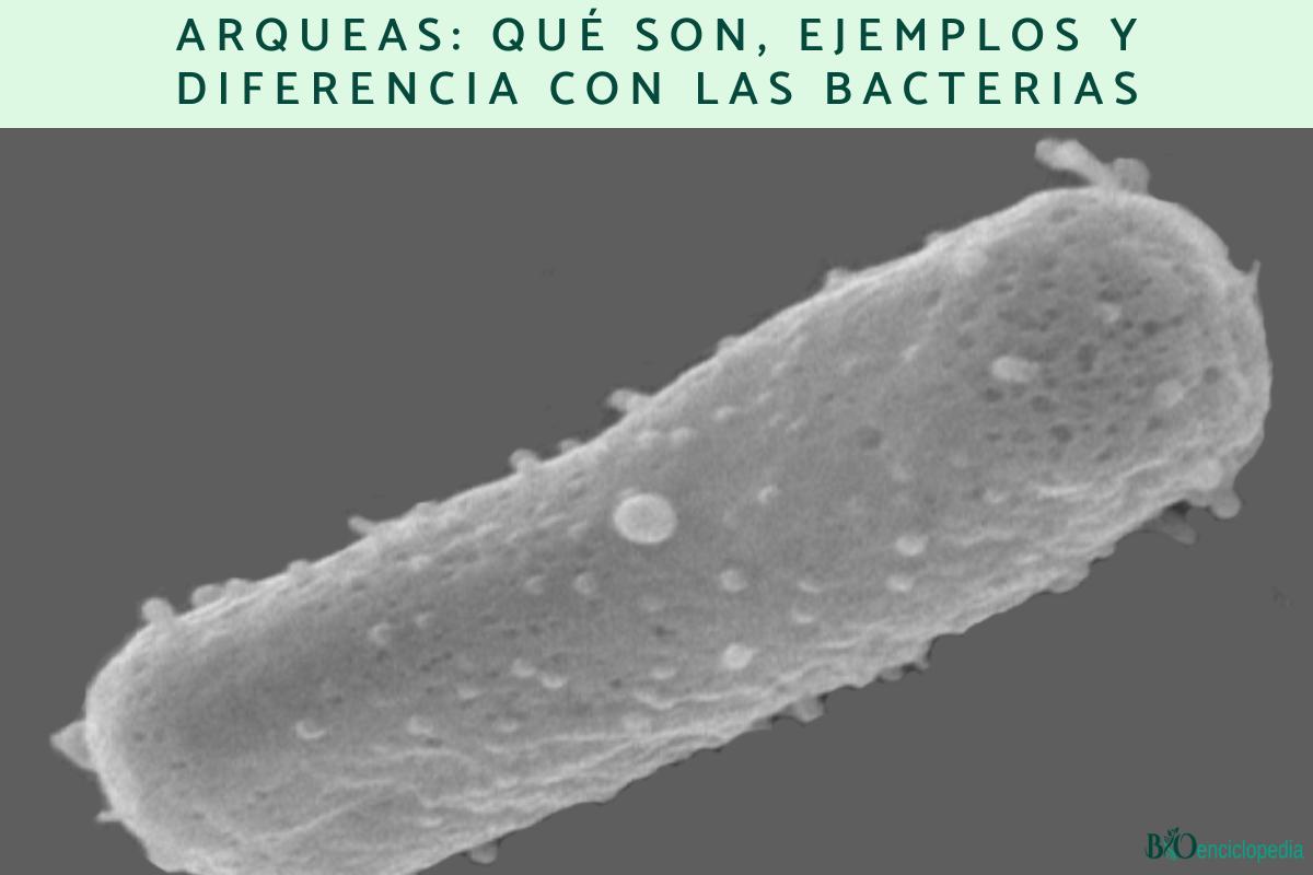 Arqueas: qué son, ejemplos y diferencia con las bacterias - Resumen