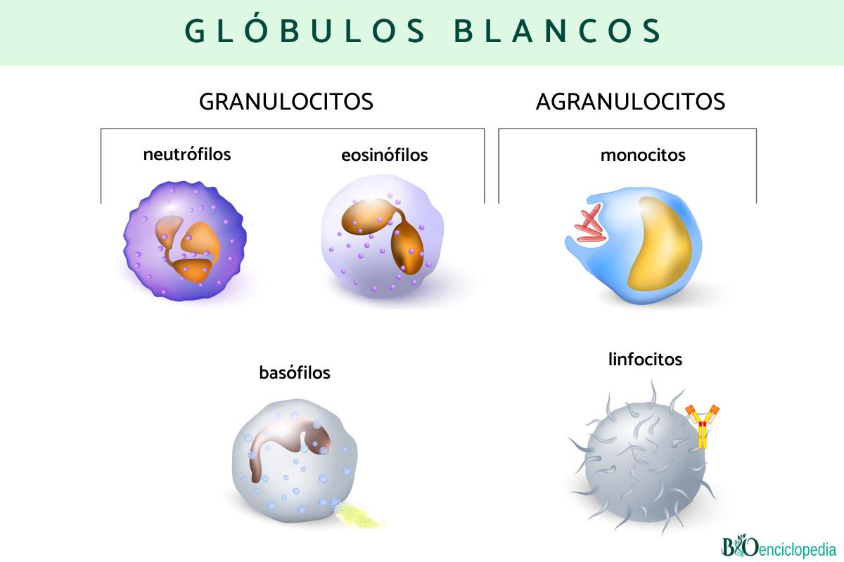 Celulas Sanguineas Globulos Definicion Y Funciones – Bilarasa Celulas Sanguineas Globulos Definicion Y Funciones – Bilarasa