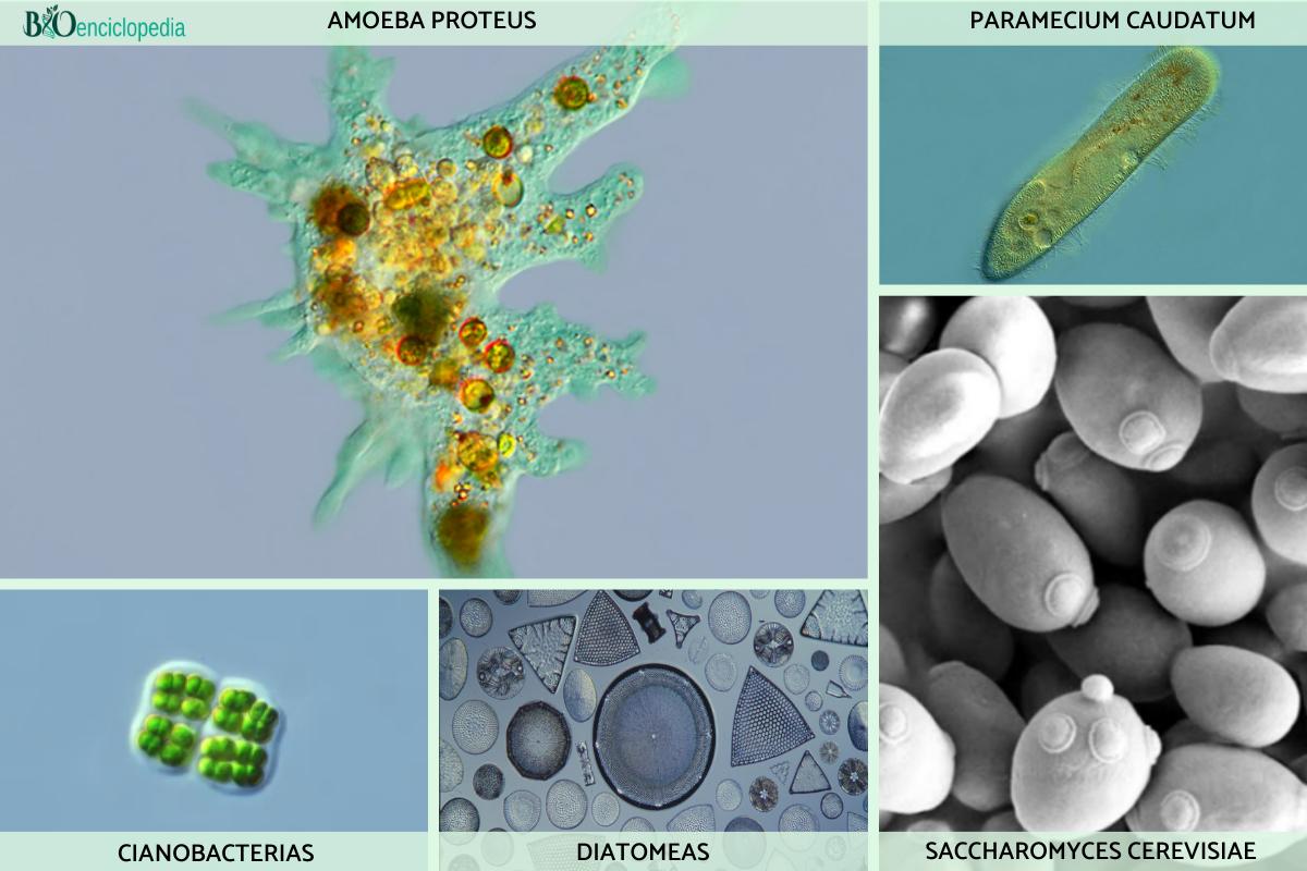 Organismos unicelulares: qué son, características y ejemplos - Resumen