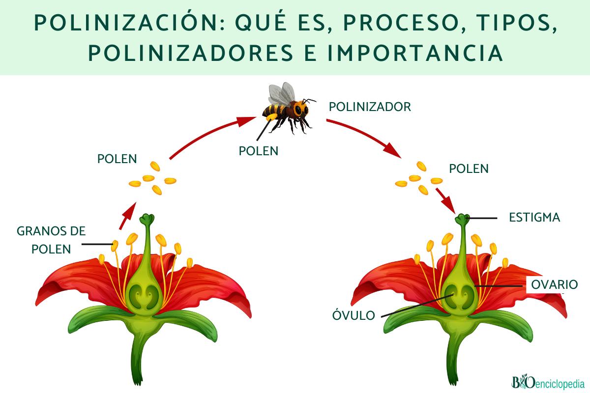 Polinización: qué es, proceso, tipos, polinizadores e importancia - Resumen