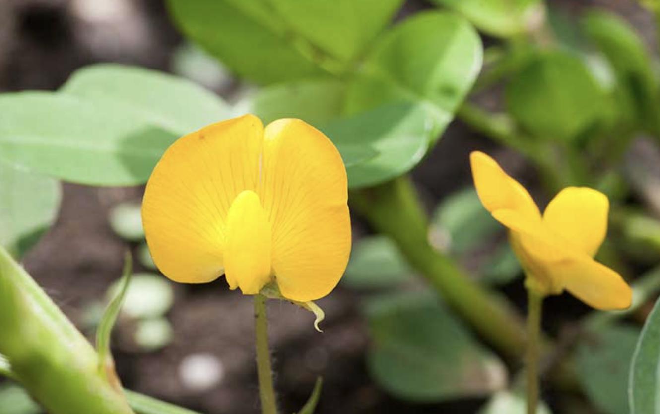 Angiospermas - Que son, características y significado