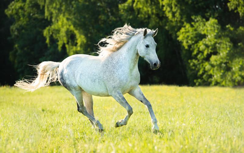 Caballo - Características, hábitat, alimentación y reproducción