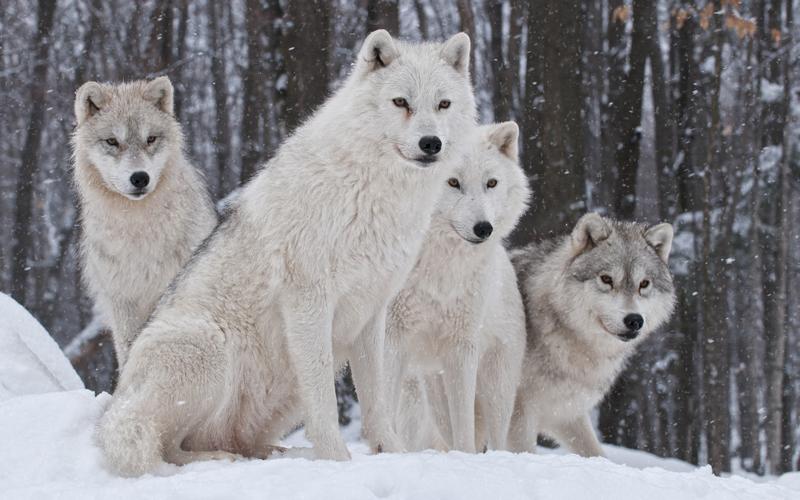 Lobo Ártico - Hábitat, alimentación, comportamiento y reproducción