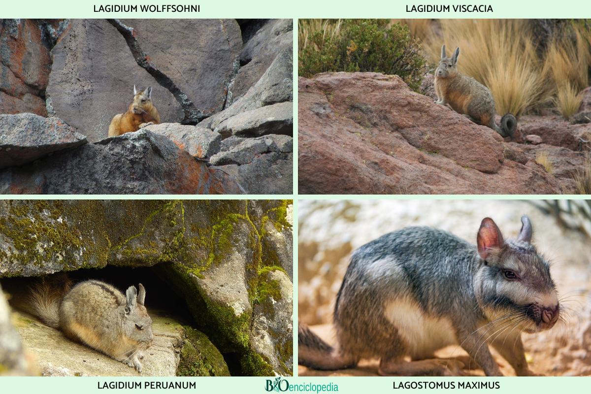 Vizcacha - Características, dónde vive y alimentación