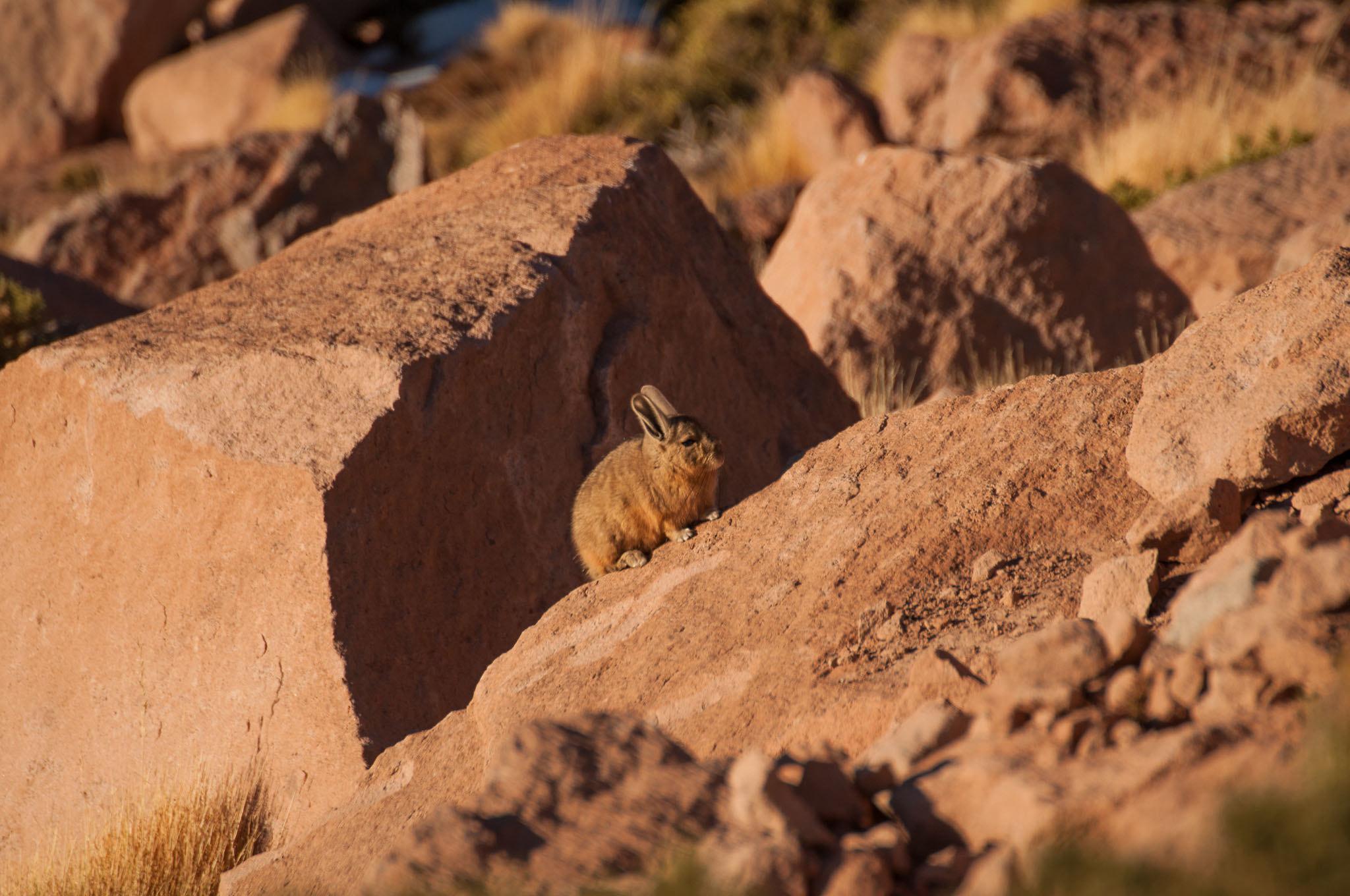 Vizcacha - Características, dónde vive y alimentación