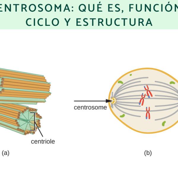 Centriolo De Celula Vegetal
