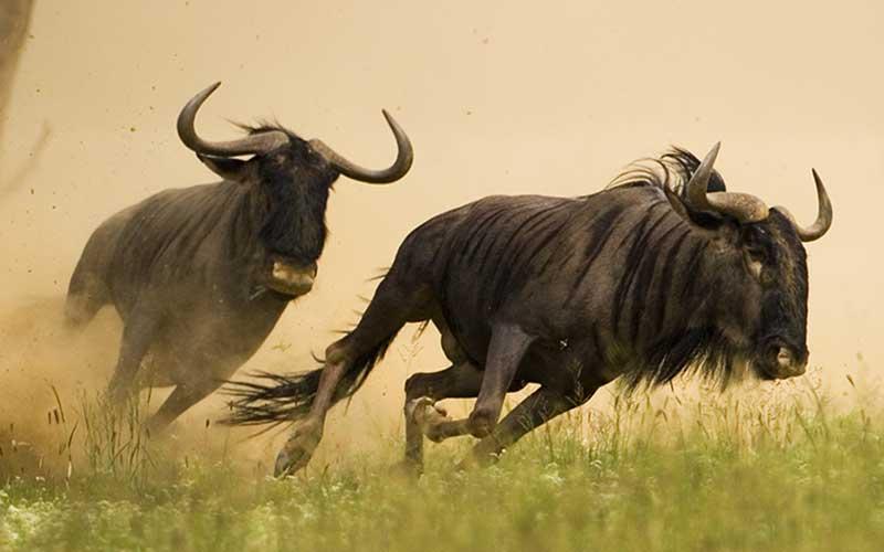 ÑU - Características, alimentación, reproducción y curiosidades