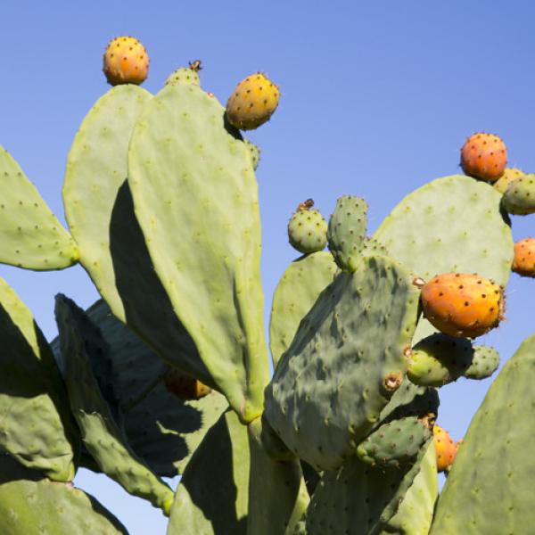 Para Que Sirve El Nopal