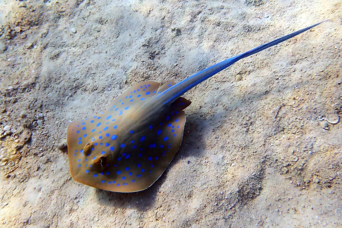 9 tipos de rayas - Nombres, características y fotos