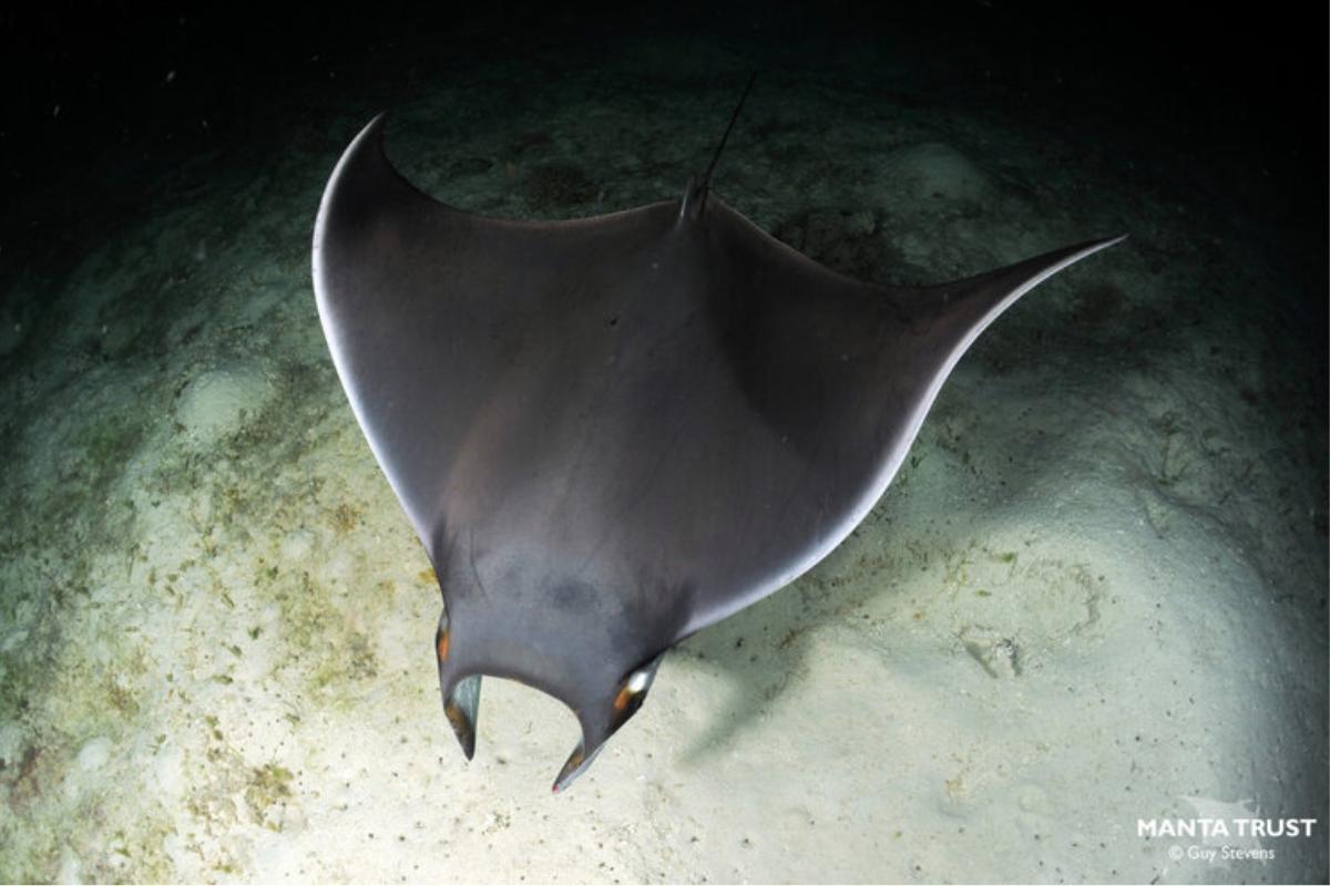 9 tipos de rayas - Nombres, características y fotos