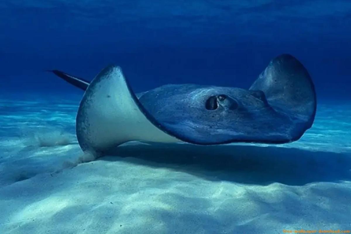 9 tipos de rayas - Nombres, características y fotos