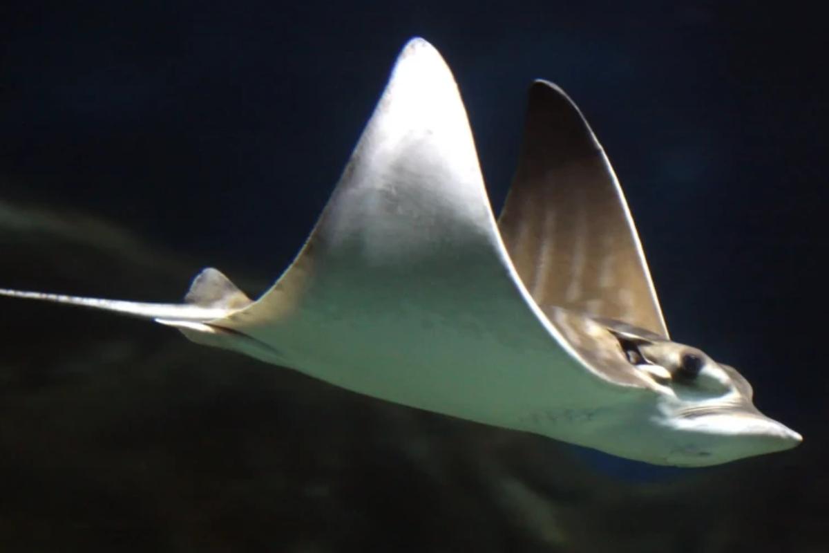 9 tipos de rayas - Nombres, características y fotos