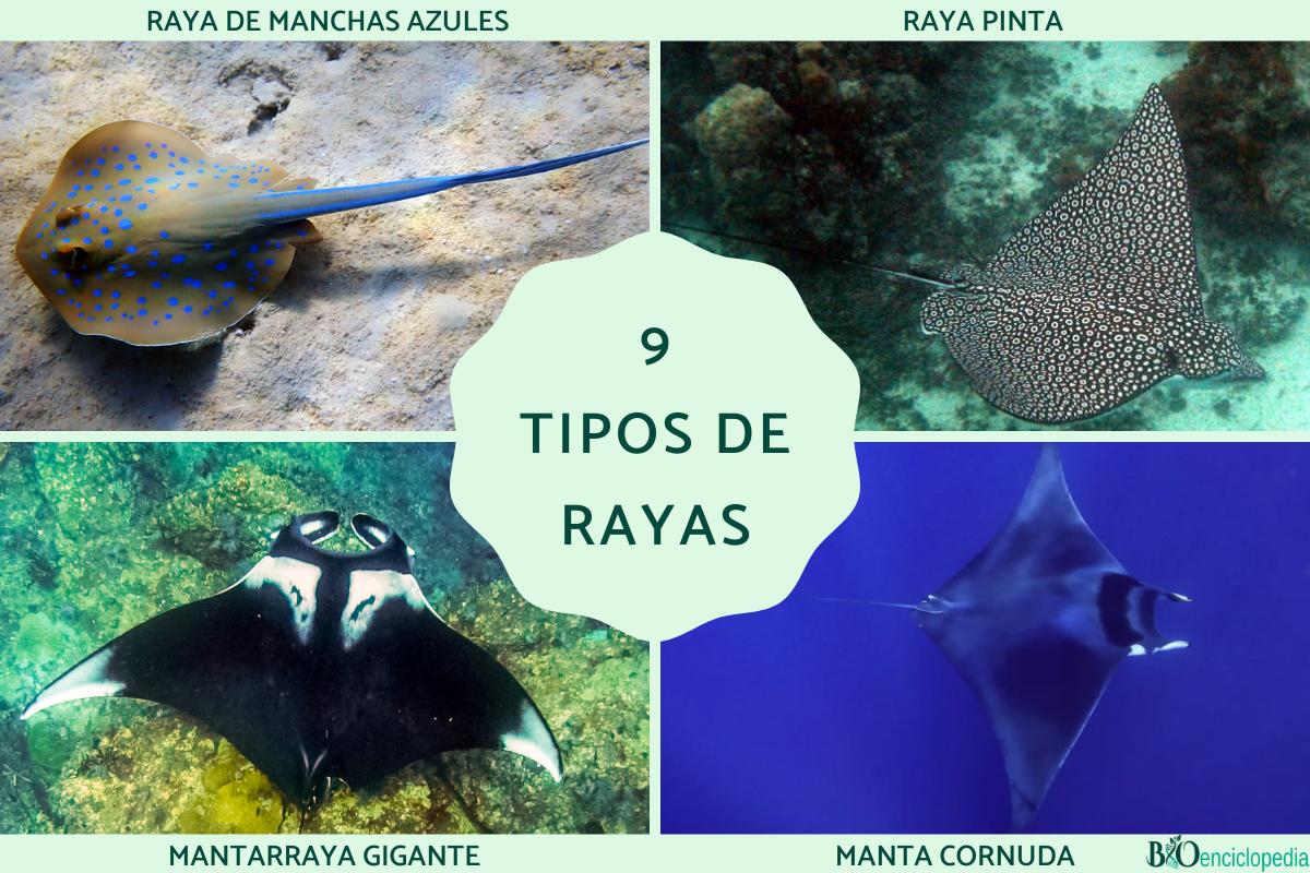 9 tipos de rayas - Nombres, características y fotos