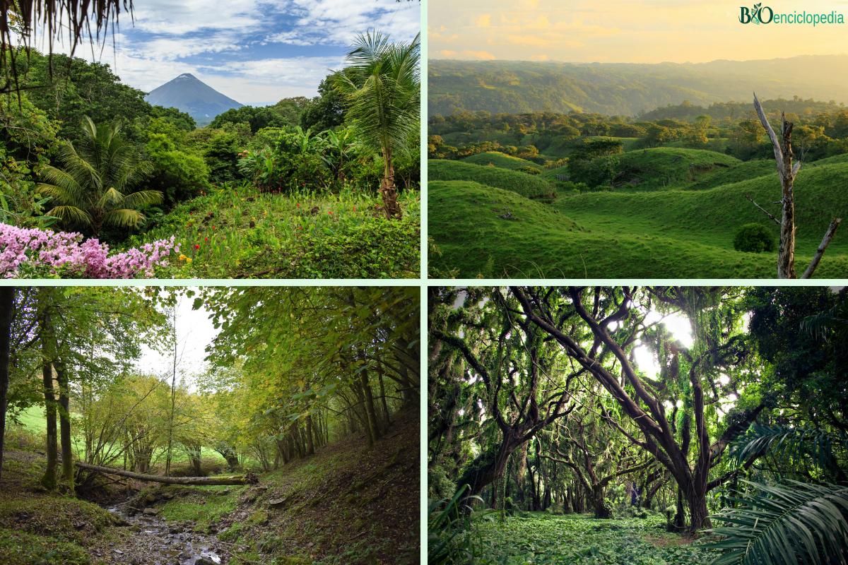 Flora y fauna: qué es y ejemplos - Resumen