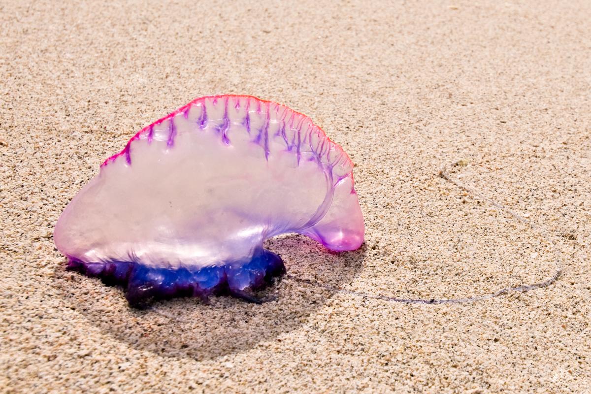 Carabela portuguesa - Características, dónde vive, alimentación y picadura