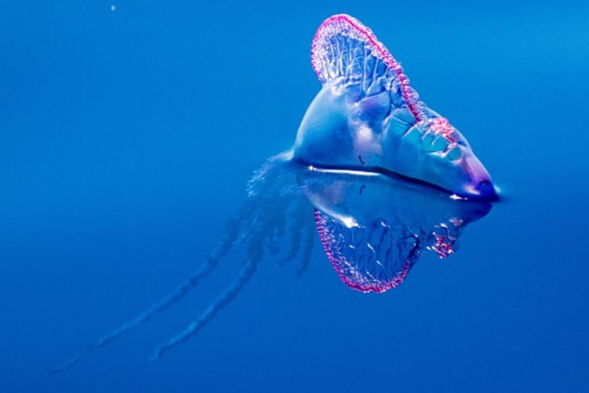 Carabela portuguesa - Características, dónde vive, alimentación y picadura