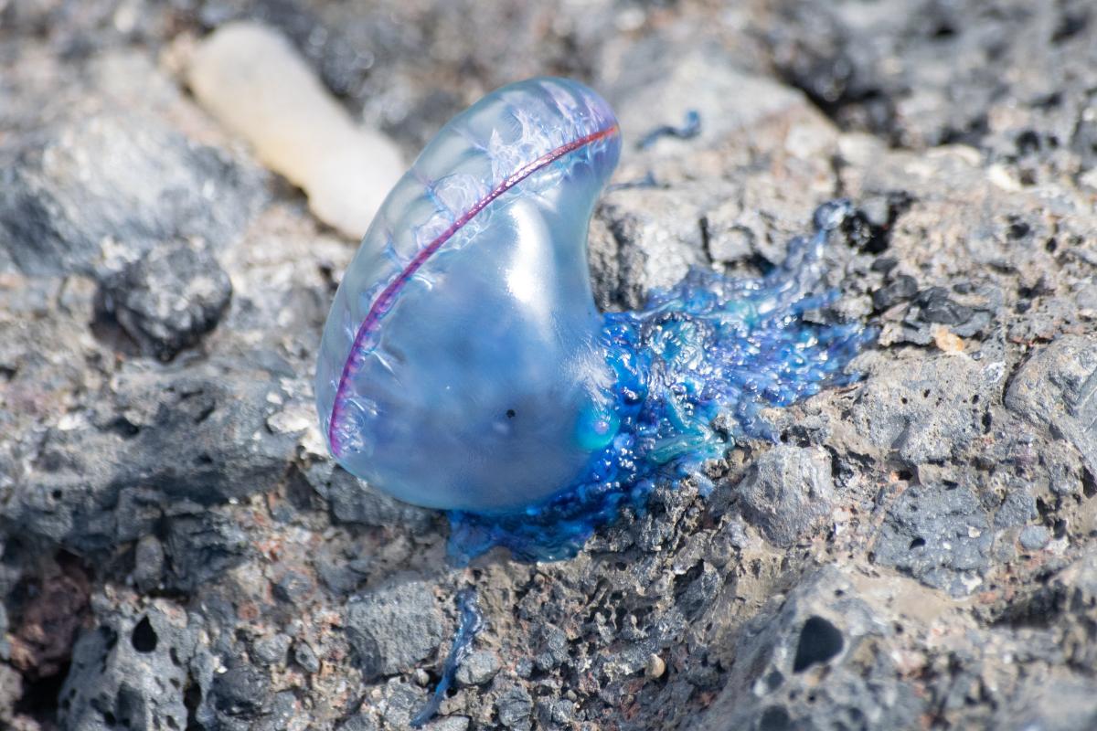 Carabela portuguesa - Características, dónde vive y alimentación