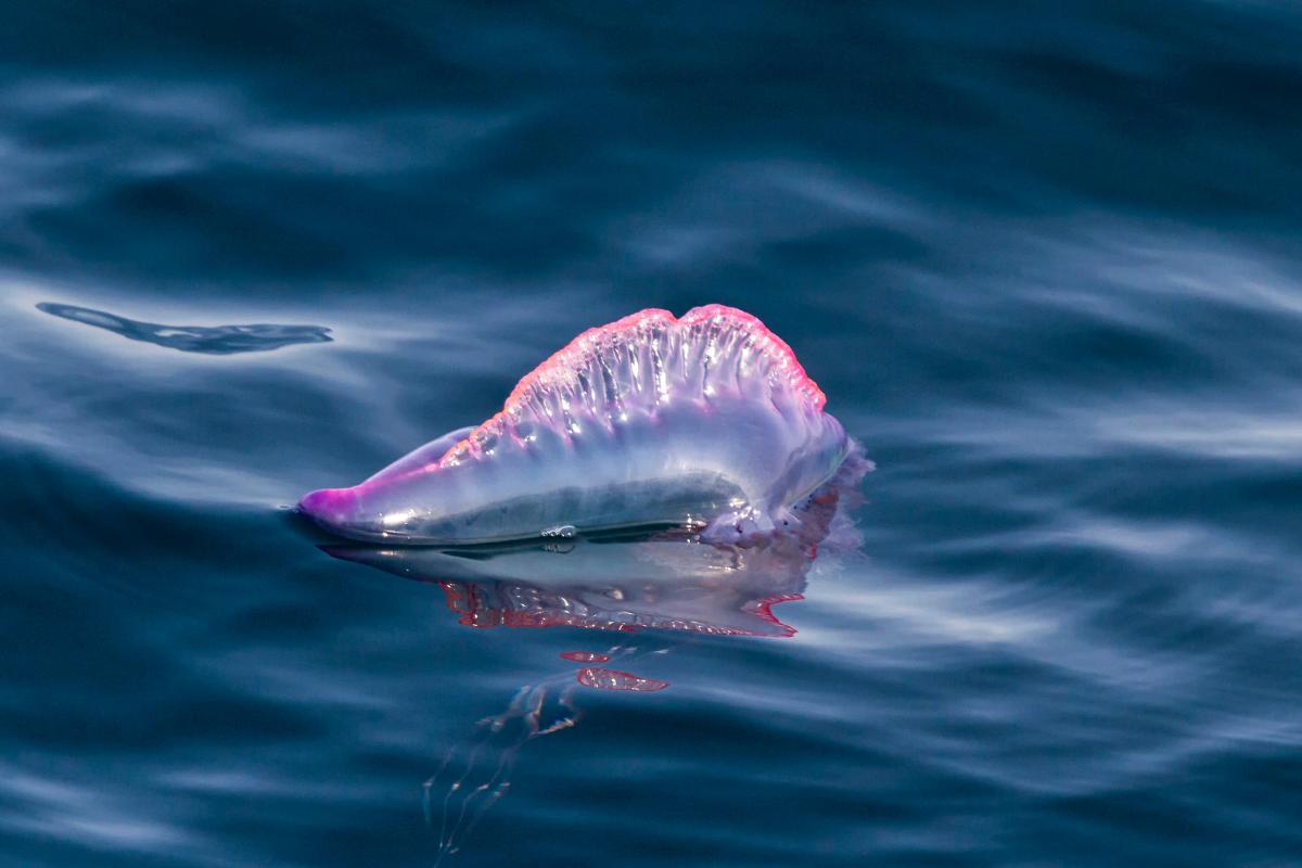 Carabela portuguesa - Características, dónde vive, alimentación y picadura