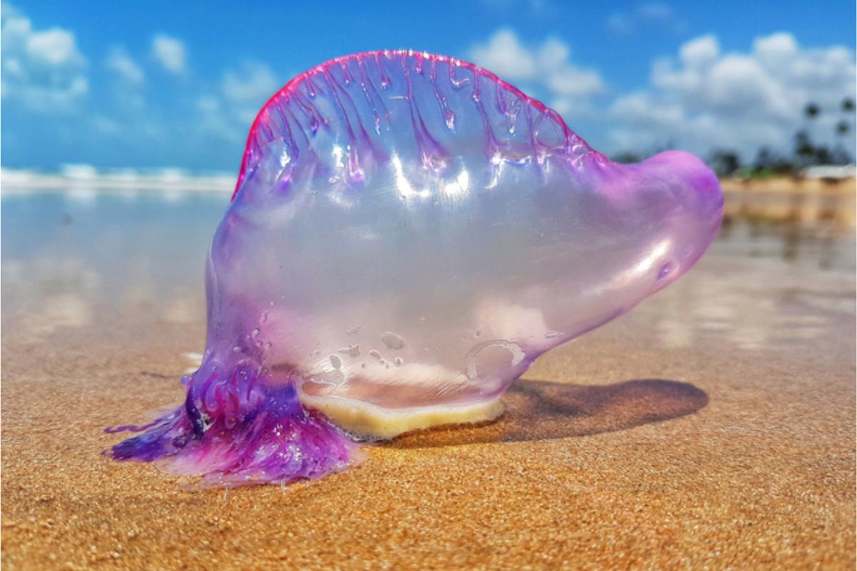 Carabela portuguesa - Características, dónde vive, alimentación y picadura