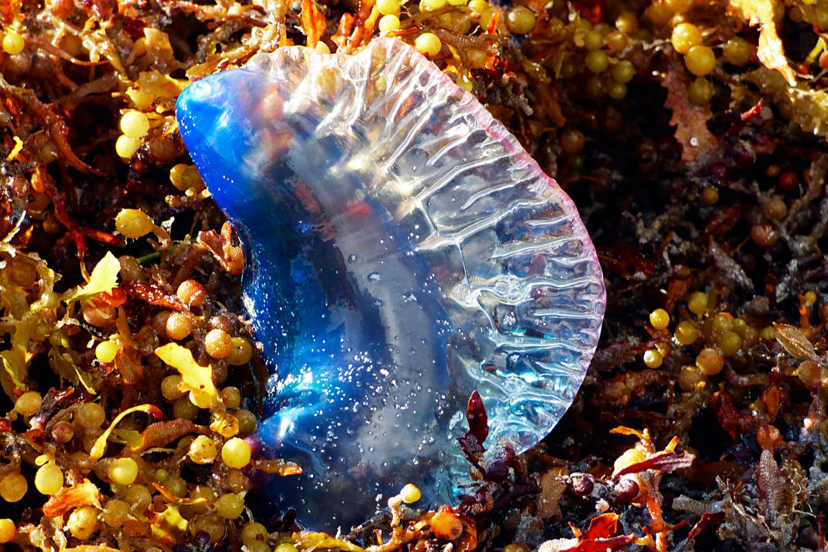 Carabela portuguesa - Características, dónde vive, alimentación y picadura