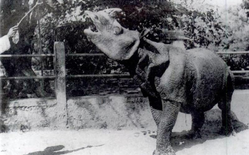 Rinoceronte de Java - Características, dónde vive y alimentación