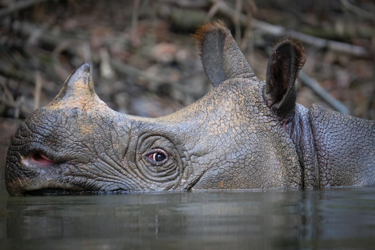 Rinoceronte de Java - Características, dónde vive y alimentación