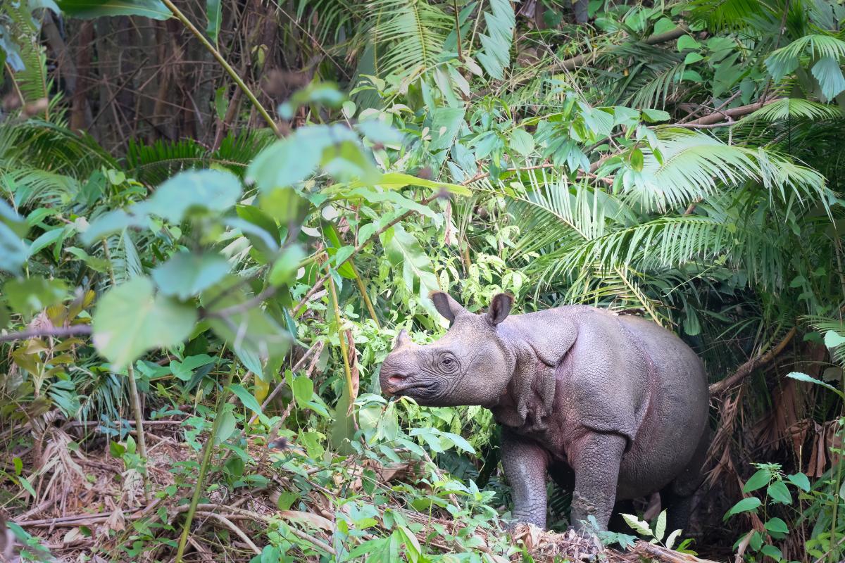 Rinoceronte de Java - Características, dónde vive y alimentación