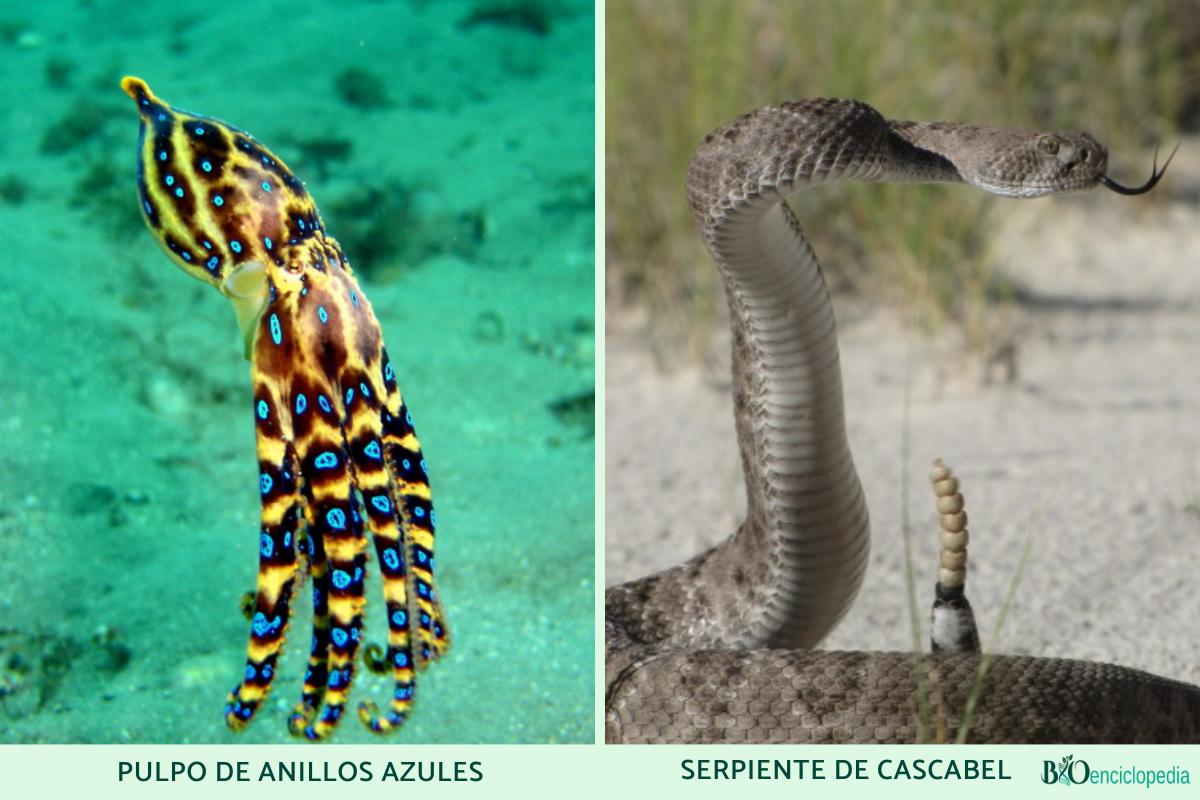 Aposematismo: qué es, características y ejemplos - Resumen