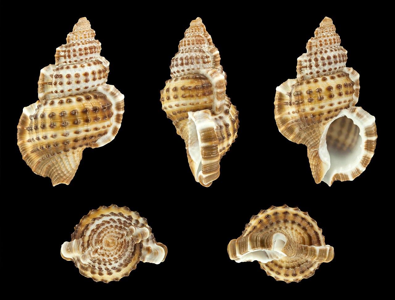 10 tipos de caracoles marinos - Nombres y fotos