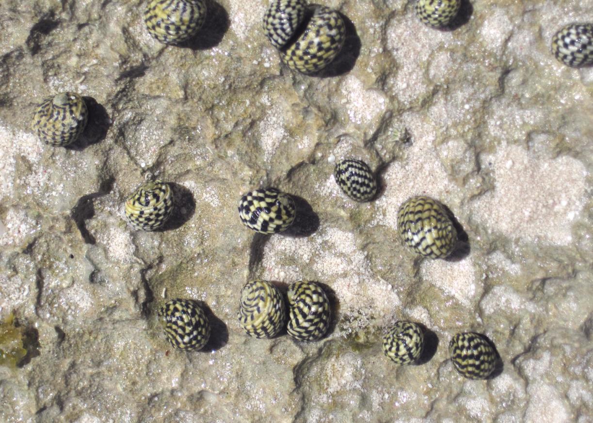 10 tipos de caracoles marinos - Nombres y fotos