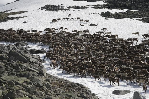 Tundra: características, clima, tipos, flora y fauna