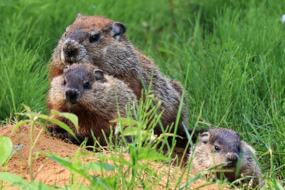 Marmotas - Características, tipos, dónde viven, reproducción y curiosidades