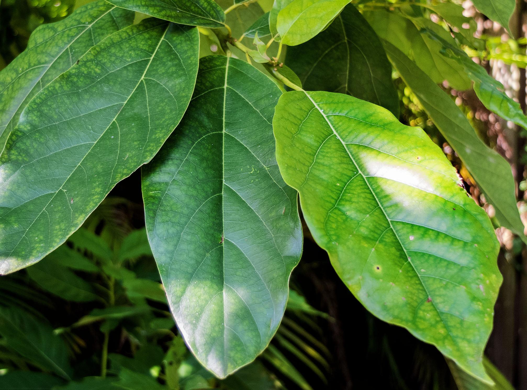 Partes de una planta - Resumen