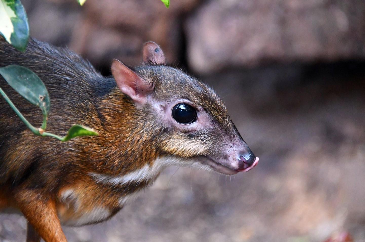 Ciervo ratón - Características, dónde vive y alimentación